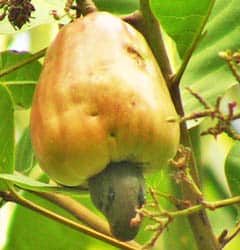Cashew Fruit meaning and translation in Malayalam, Tamil, Kannada ...