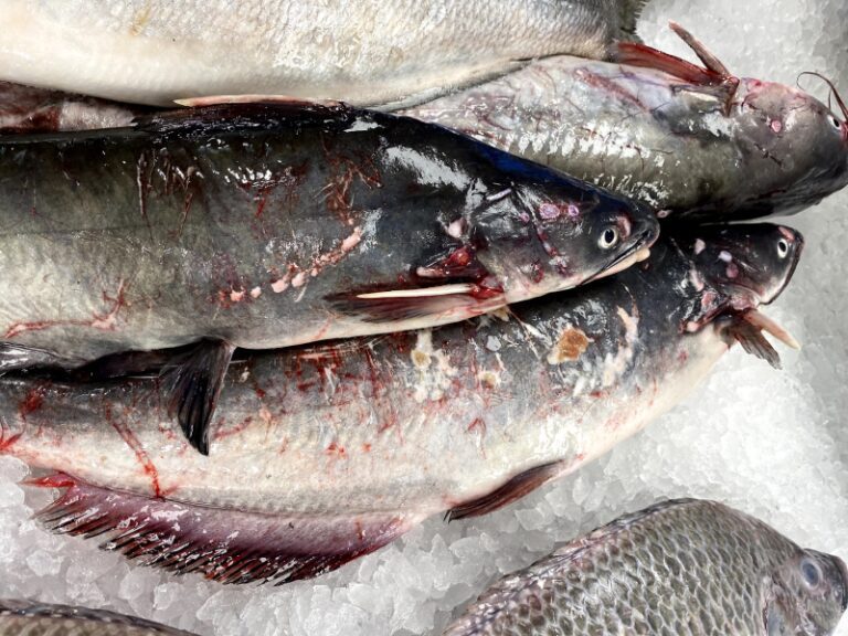 Fish Names Translation: English, Malayalam, Tamil, Telugu, Hindi, Bengali