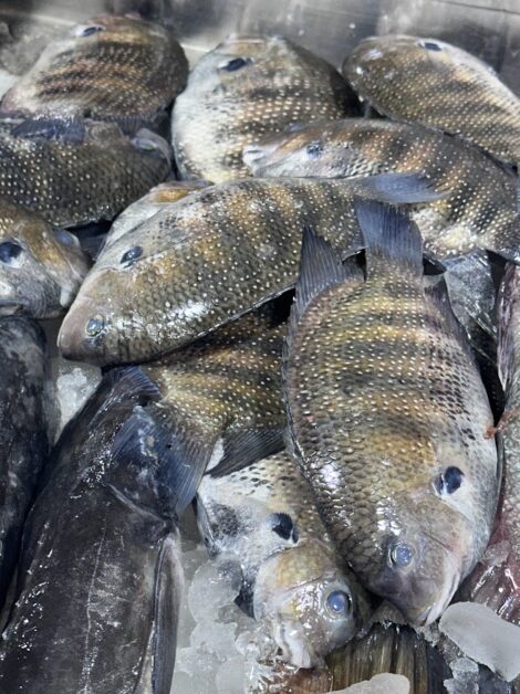 Pearl Spot Fish | Karimeen translation in Malayalam, Tamil, Kannada ...