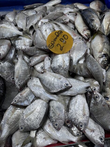 Silver Biddy | Pranjil Fish translation in Malayalam, Tamil, Kannada ...