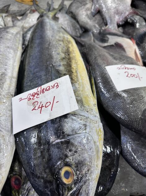 Dolphin Fish | Mahi Mahi | Pulli Motha translation in Malayalam, Tamil ...