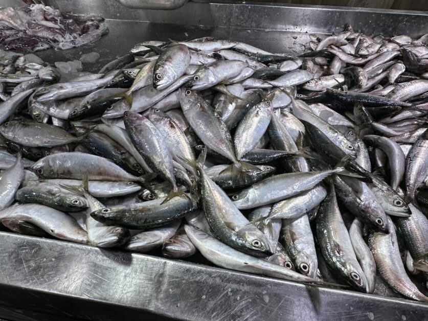 Fish Names Translation: English, Malayalam, Tamil, Telugu, Hindi, Bengali