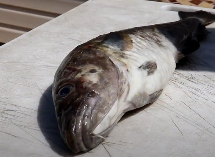 Cod translation in Malayalam, Tamil, Kannada, Telugu, Hindi, Bengali ...